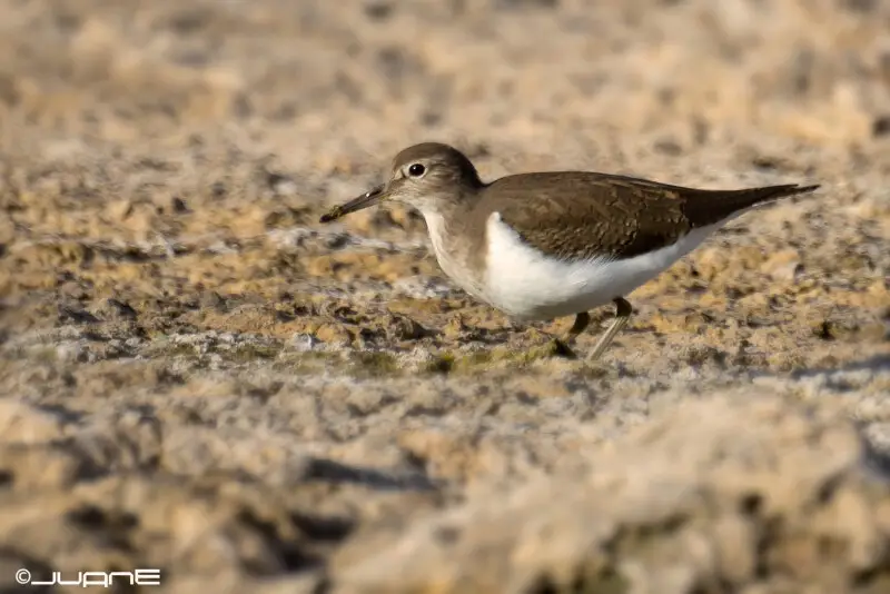 Common sandpiper - Facts, Diet, Habitat & Pictures on Animalia.bio