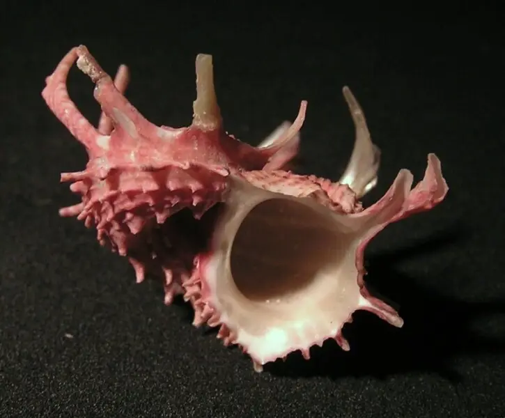 Angaria sphaerula - Facts, Diet, Habitat & Pictures on Animalia.bio