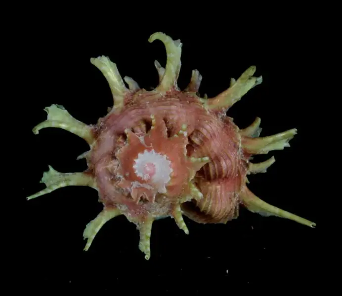 Angaria sphaerula - Facts, Diet, Habitat & Pictures on Animalia.bio