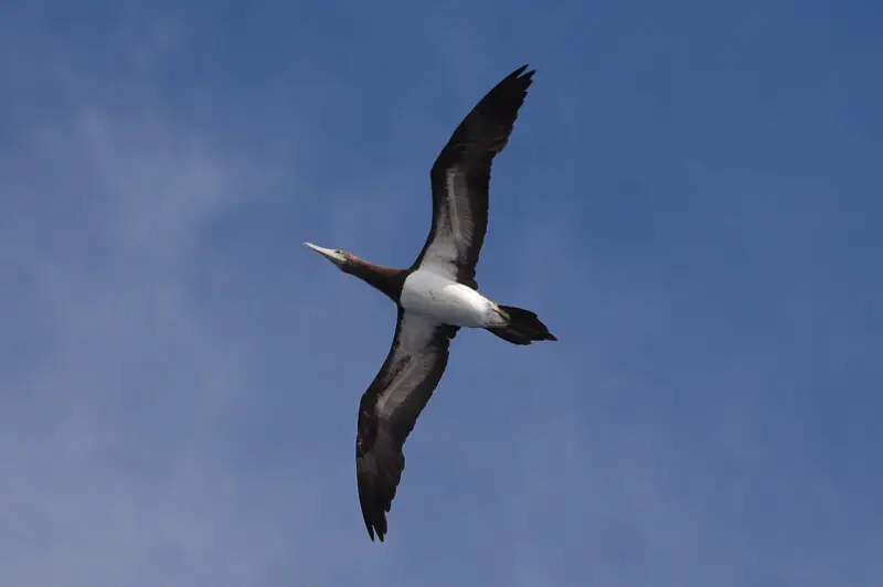 Brown booby - Facts, Diet, Habitat & Pictures on Animalia.bio