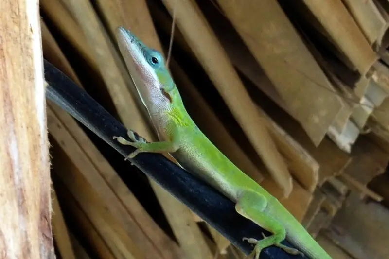 Allison's anole - Facts, Diet, Habitat & Pictures on Animalia.bio