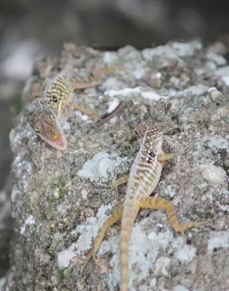 Anolis oculatus - Facts, Diet, Habitat & Pictures on Animalia.bio