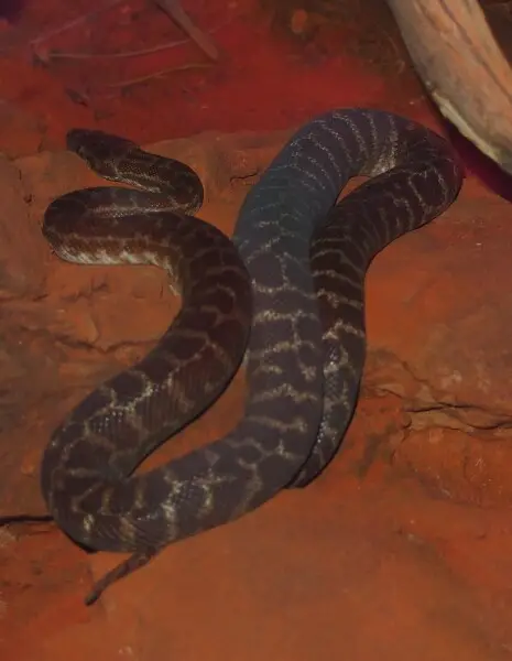 Stimson's python - Facts, Diet, Habitat & Pictures on Animalia.bio