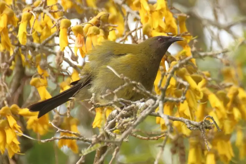 New Zealand bellbird - Facts, Diet, Habitat & Pictures on Animalia.bio