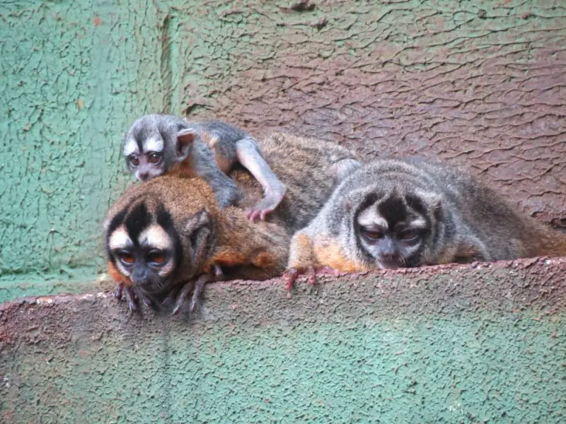 Black-headed night monkey - Facts, Diet, Habitat & Pictures on Animalia.bio