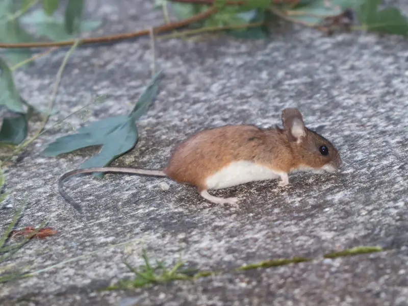 Yellow-Necked Mouse - Facts, Diet, Habitat & Pictures on Animalia.bio