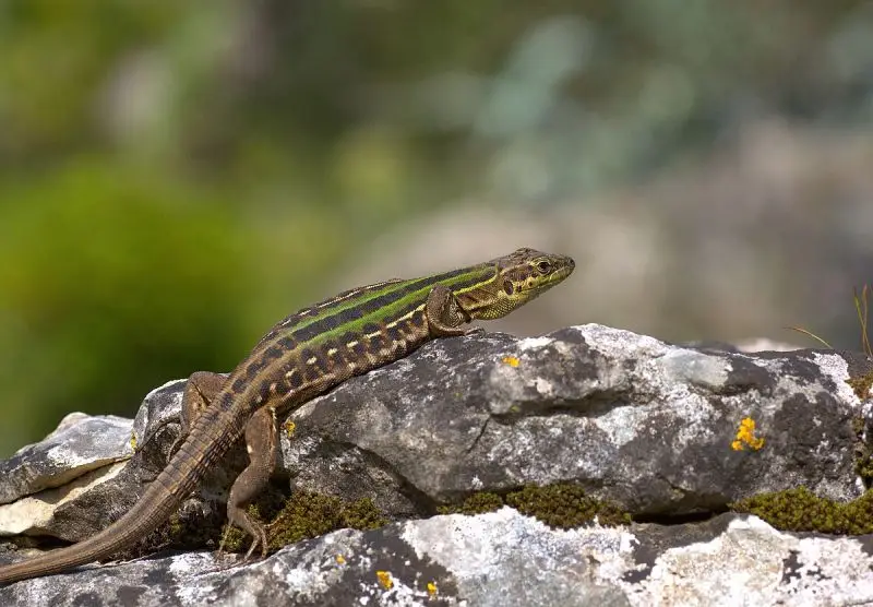 Italian Wall Lizard - Facts, Diet, Habitat & Pictures on Animalia.bio