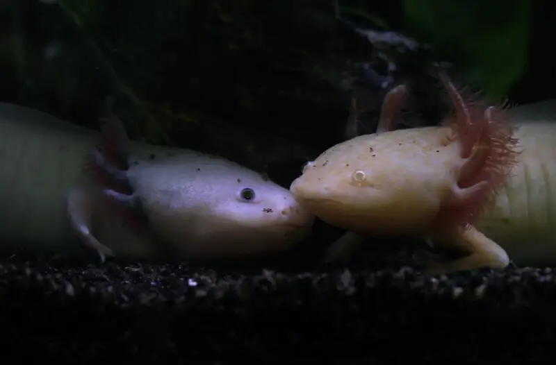 Axolotl - Facts, Diet, Habitat & Pictures on Animalia.bio