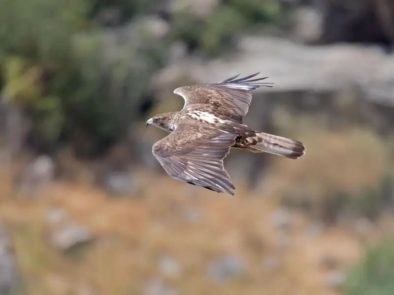 Bonelli's eagle - Facts, Diet, Habitat & Pictures on Animalia.bio