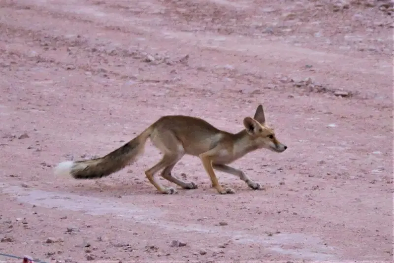 Arabian red fox - Facts, Diet, Habitat & Pictures on Animalia.bio