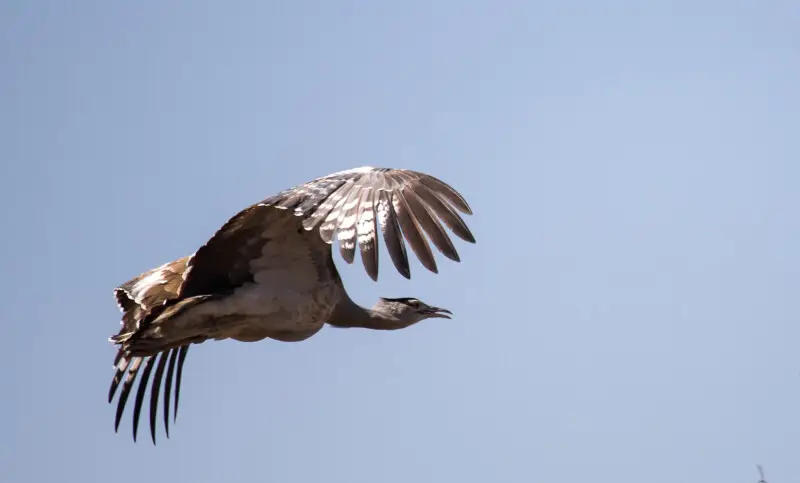Arabian bustard - Facts, Diet, Habitat & Pictures on Animalia.bio
