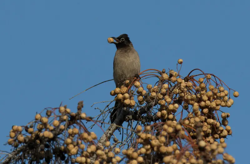 Бюльбюль аравійський - факти, дієта, ареал і фотографії на Animalia.bio