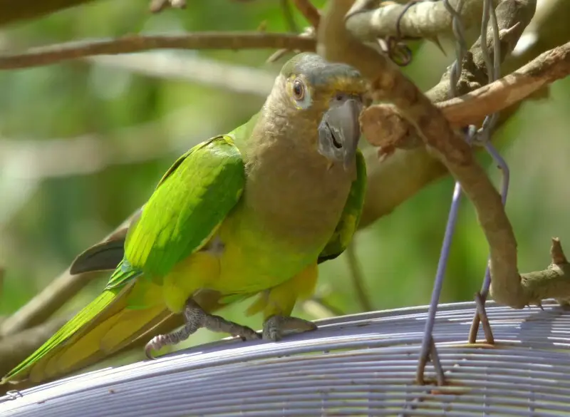 Eupsittula pertinax - Facts, Diet, Habitat & Pictures on Animalia.bio