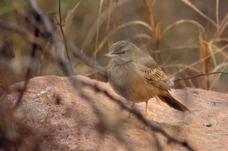 Long-billed pipit - Facts, Diet, Habitat & Pictures on Animalia.bio