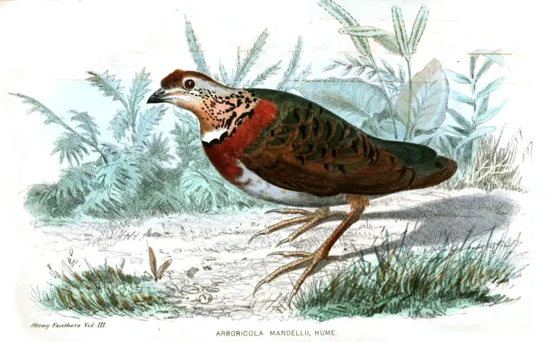 Chestnut-breasted partridge - Facts, Diet, Habitat & Pictures on ...