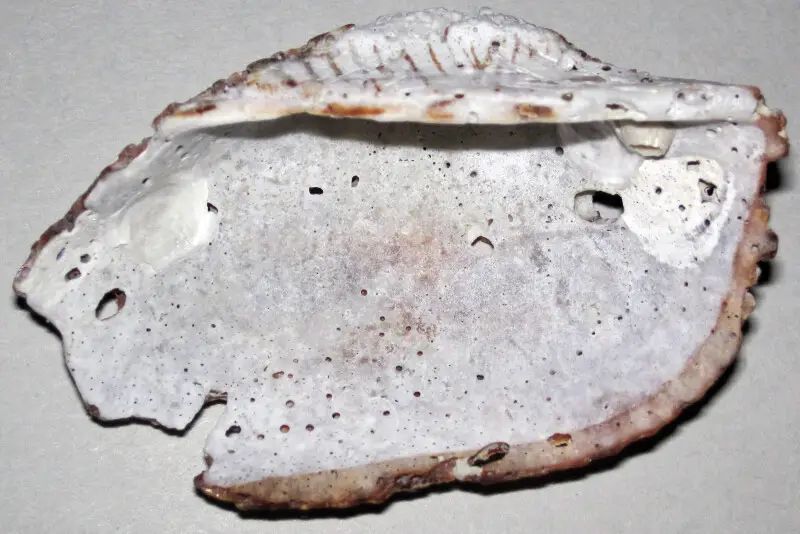 Arca zebra - Facts, Diet, Habitat & Pictures on Animalia.bio