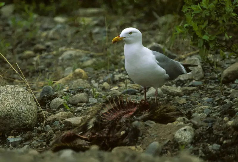 American herring gull - Facts, Diet, Habitat & Pictures on Animalia.bio