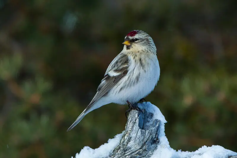 Arctic redpoll - Facts, Diet, Habitat & Pictures on Animalia.bio