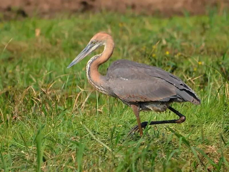 Goliath heron - Facts, Diet, Habitat & Pictures on Animalia.bio