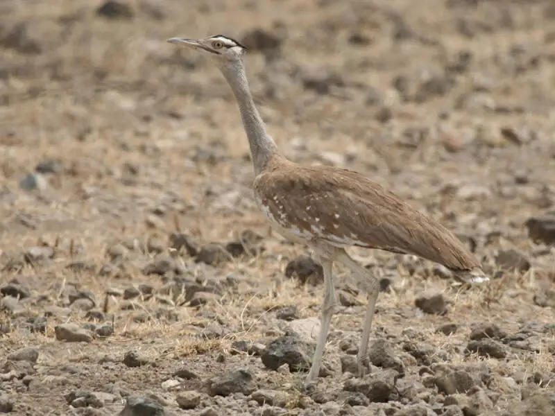 Arabian bustard - Facts, Diet, Habitat & Pictures on Animalia.bio