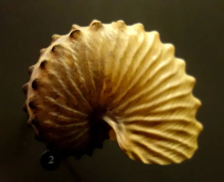 Argonauta hians - Facts, Diet, Habitat & Pictures on Animalia.bio