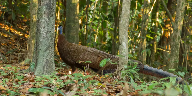 Great argus - Facts, Diet, Habitat & Pictures on Animalia.bio