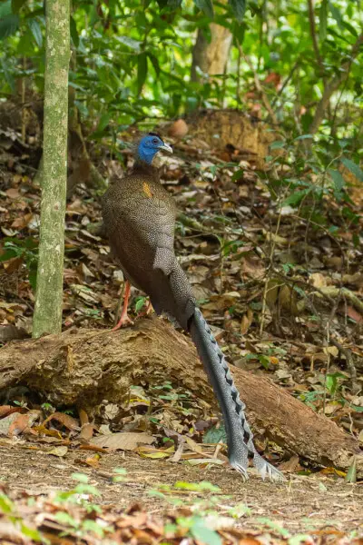 Great argus - Facts, Diet, Habitat & Pictures on Animalia.bio