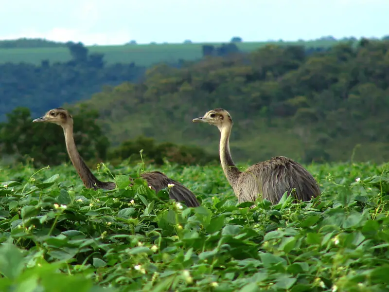 Greater rhea - Facts, Diet, Habitat & Pictures on Animalia.bio