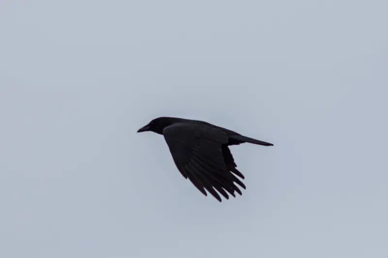 Northwestern crow - Facts, Diet, Habitat & Pictures on Animalia.bio