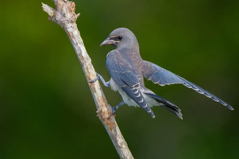 Ashy woodswallow - Facts, Diet, Habitat & Pictures on Animalia.bio