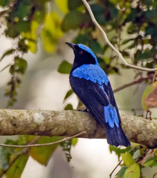 Asian fairy-bluebird - Facts, Diet, Habitat & Pictures on Animalia.bio