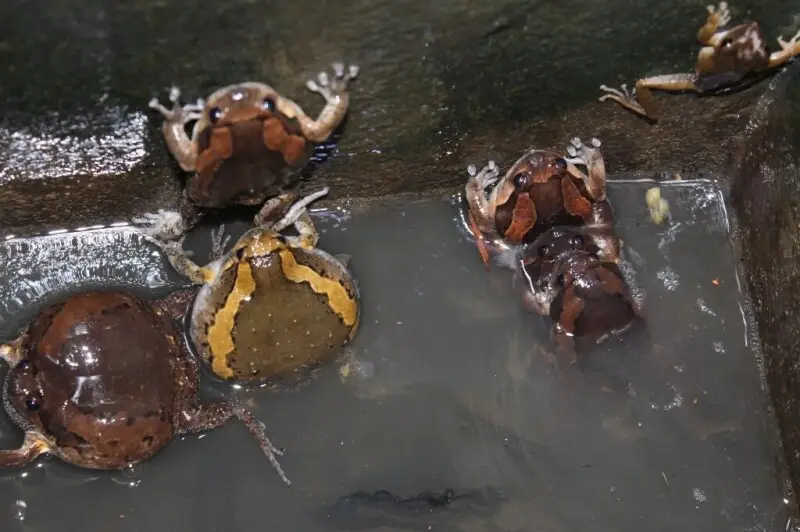 Banded bullfrog - Facts, Diet, Habitat & Pictures on Animalia.bio