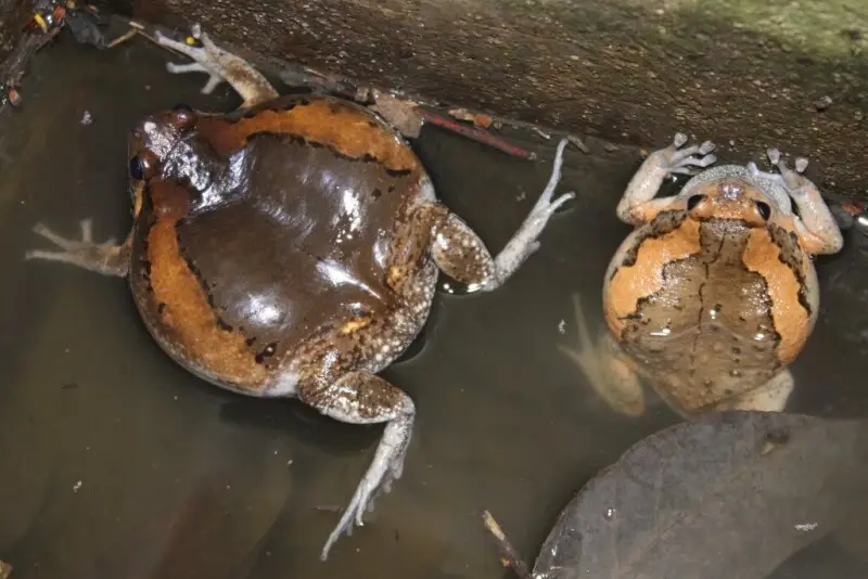 Banded bullfrog - Facts, Diet, Habitat & Pictures on Animalia.bio