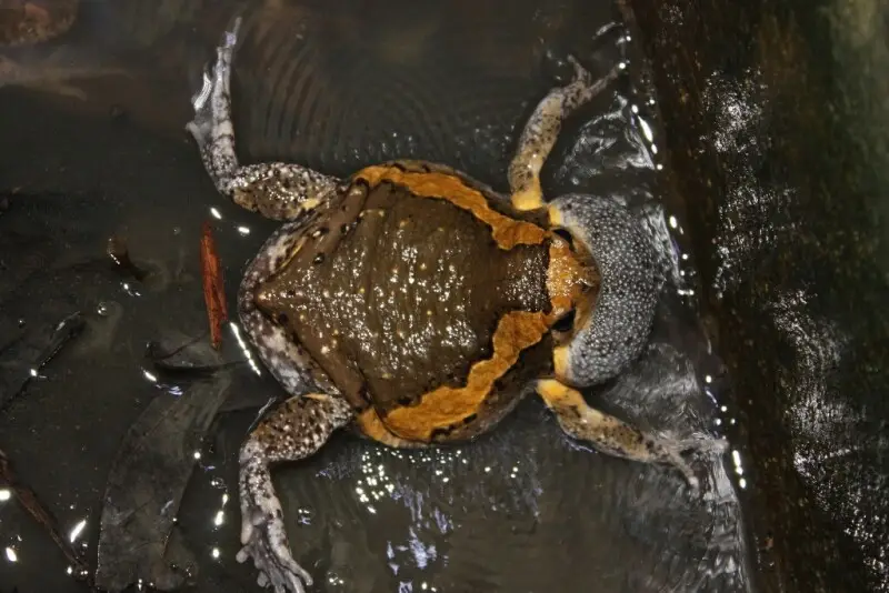 Banded bullfrog - Facts, Diet, Habitat & Pictures on Animalia.bio