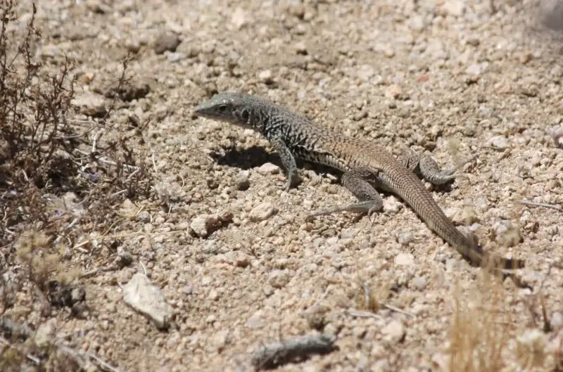 Western whiptail - Facts, Diet, Habitat & Pictures on Animalia.bio