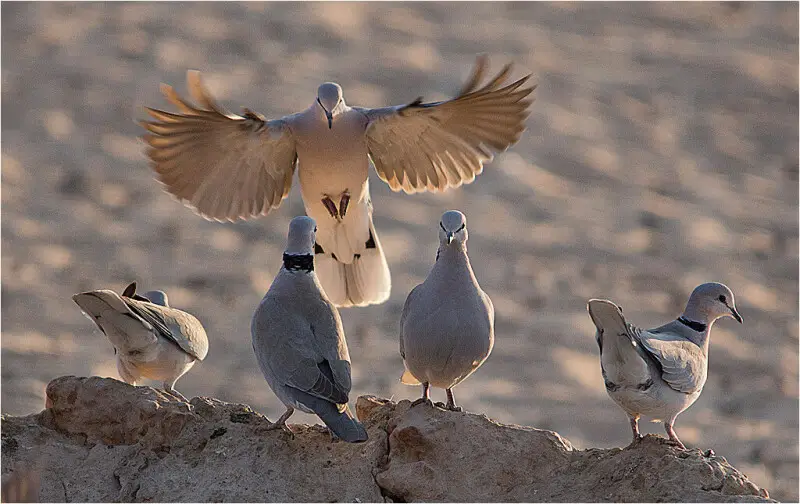 Ring-necked dove - Facts, Diet, Habitat & Pictures on Animalia.bio
