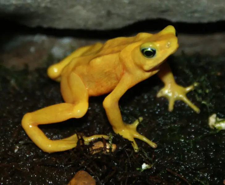 Panamanian golden frog - Facts, Diet, Habitat & Pictures on Animalia.bio