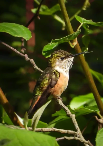 Bumblebee hummingbird - Facts, Diet, Habitat & Pictures on Animalia.bio