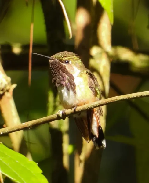 Bumblebee hummingbird - Facts, Diet, Habitat & Pictures on Animalia.bio