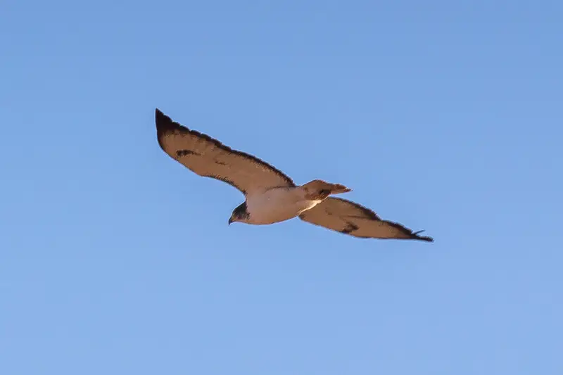 Augur buzzard - Facts, Diet, Habitat & Pictures on Animalia.bio