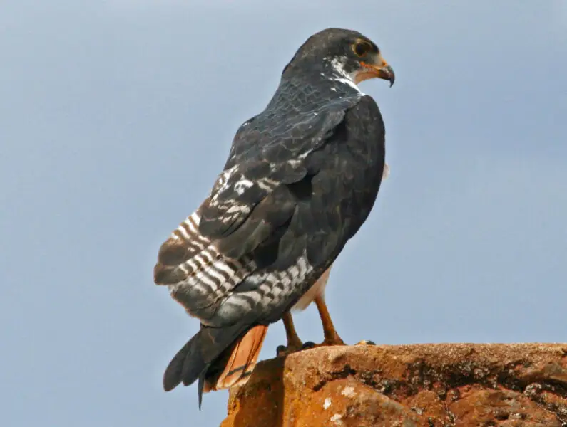 Augur buzzard - Facts, Diet, Habitat & Pictures on Animalia.bio