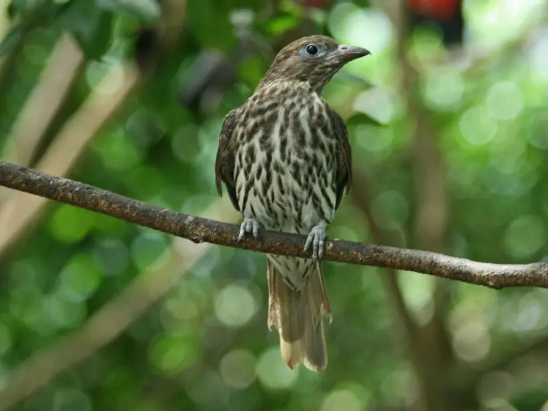 Australasian figbird - Facts, Diet, Habitat & Pictures on Animalia.bio
