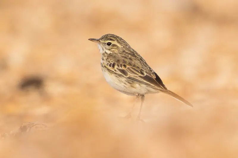 Australasian pipit - Facts, Diet, Habitat & Pictures on Animalia.bio