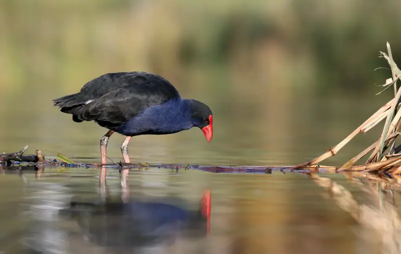 Australasian swamphen - Facts, Diet, Habitat & Pictures on Animalia.bio