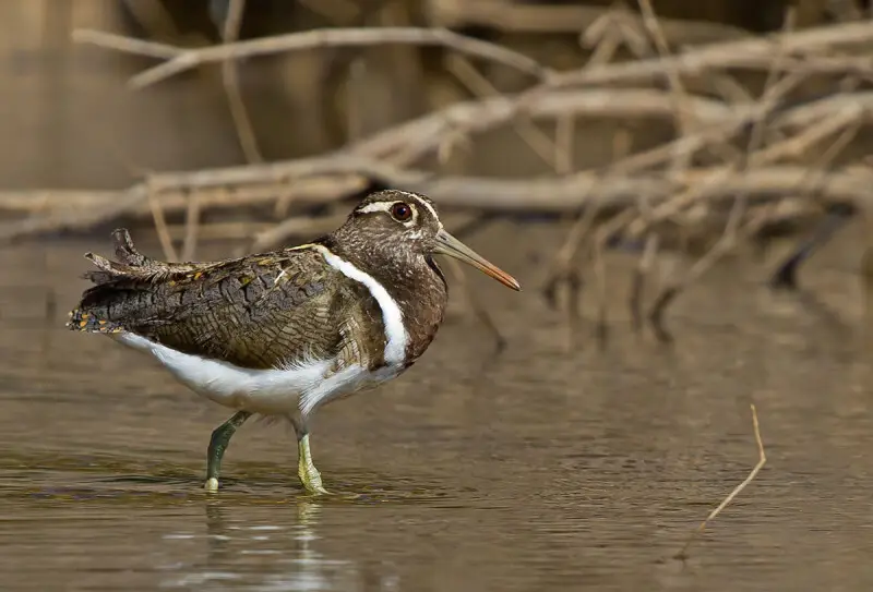 Australian painted-snipe - Facts, Diet, Habitat & Pictures on Animalia.bio