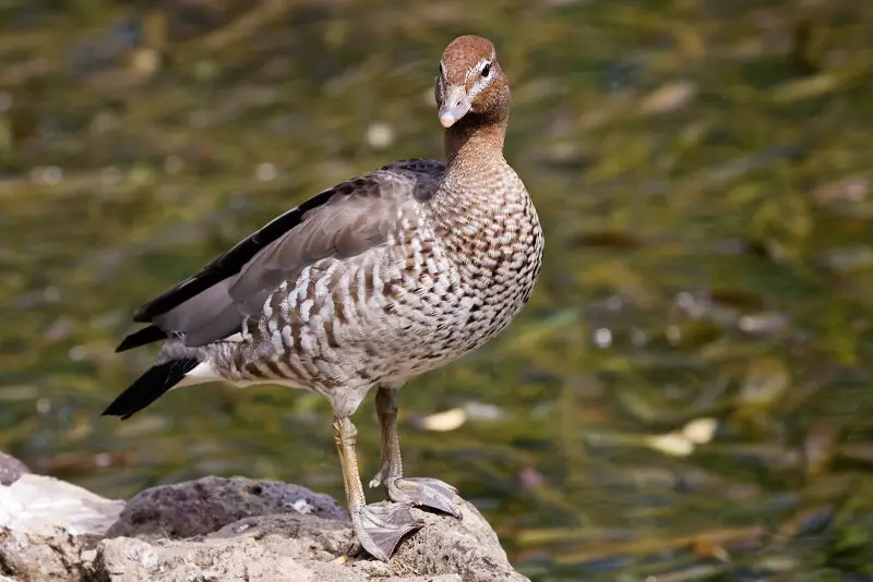 Australian wood duck - Facts, Diet, Habitat & Pictures on Animalia.bio