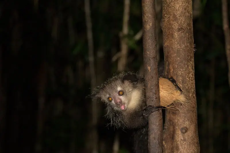Aye-Aye - Facts, Diet, Habitat & Pictures on Animalia.bio
