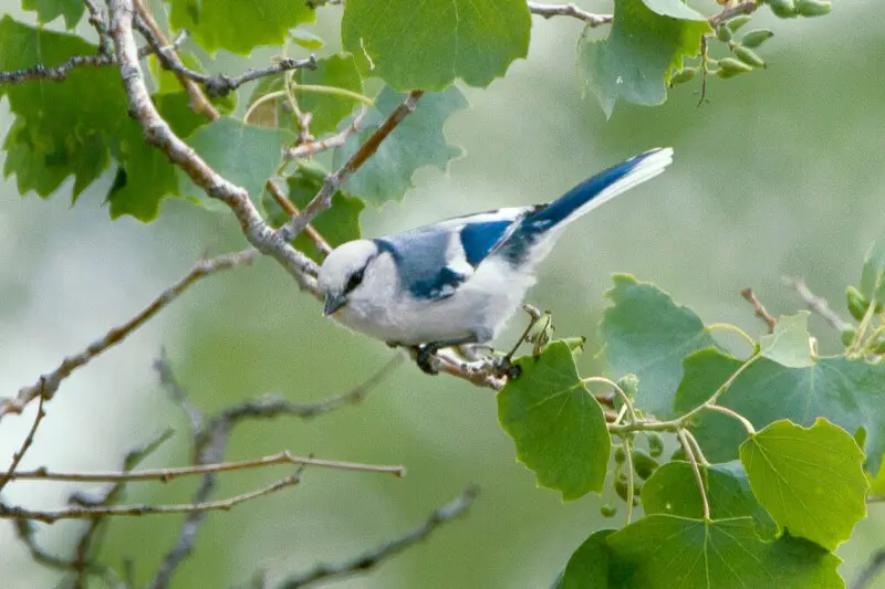 Azure tit - Facts, Diet, Habitat & Pictures on Animalia.bio