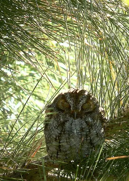 Flammulated Owl - Facts, Diet, Habitat & Pictures on Animalia.bio