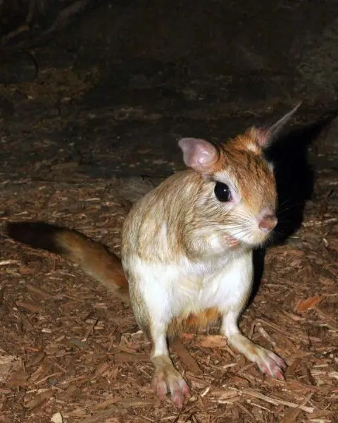 South African Springhare - Facts, Diet, Habitat & Pictures on Animalia.bio